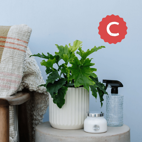 $100 gifts - Freckle Farm