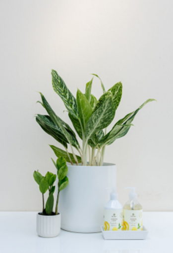 $125 gifts - Freckle Farm