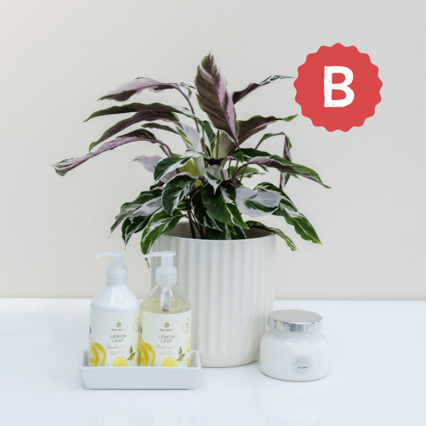 $150 gifts - Freckle Farm