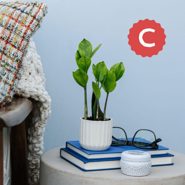 $25 gifts - Freckle Farm