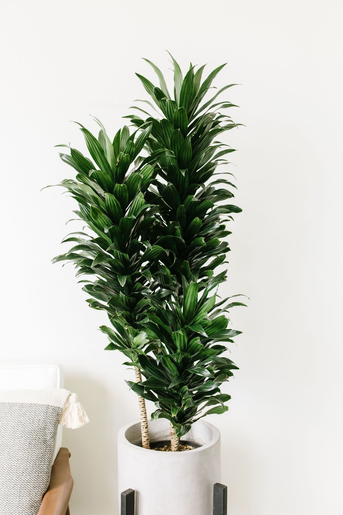 Indoor Plants - Freckle Farm