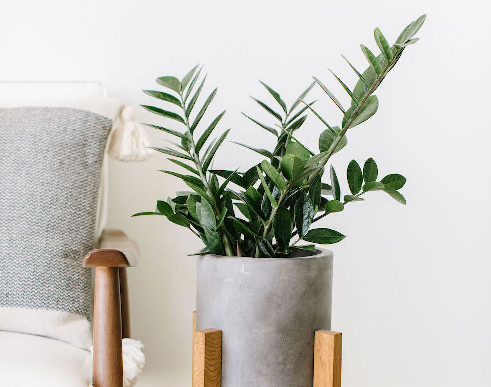 Indoor Plants - Freckle Farm