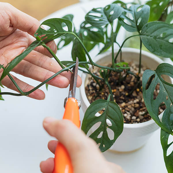 Kits, Events, and Workshops - Freckle Farm