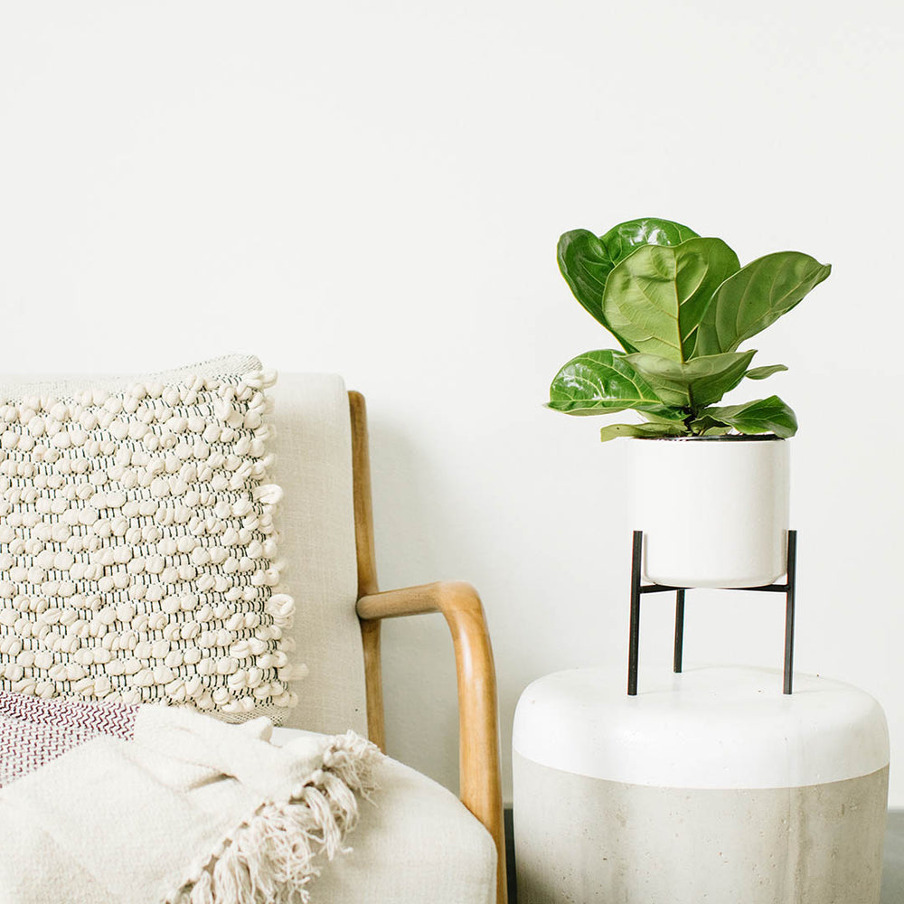 Indoor Plants - Freckle Farm